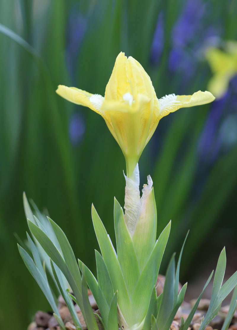 Iris Chicken Little - D'arcy and Everest