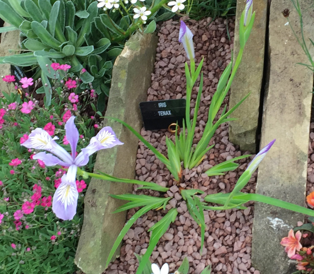 Iris tenax - D'arcy and Everest