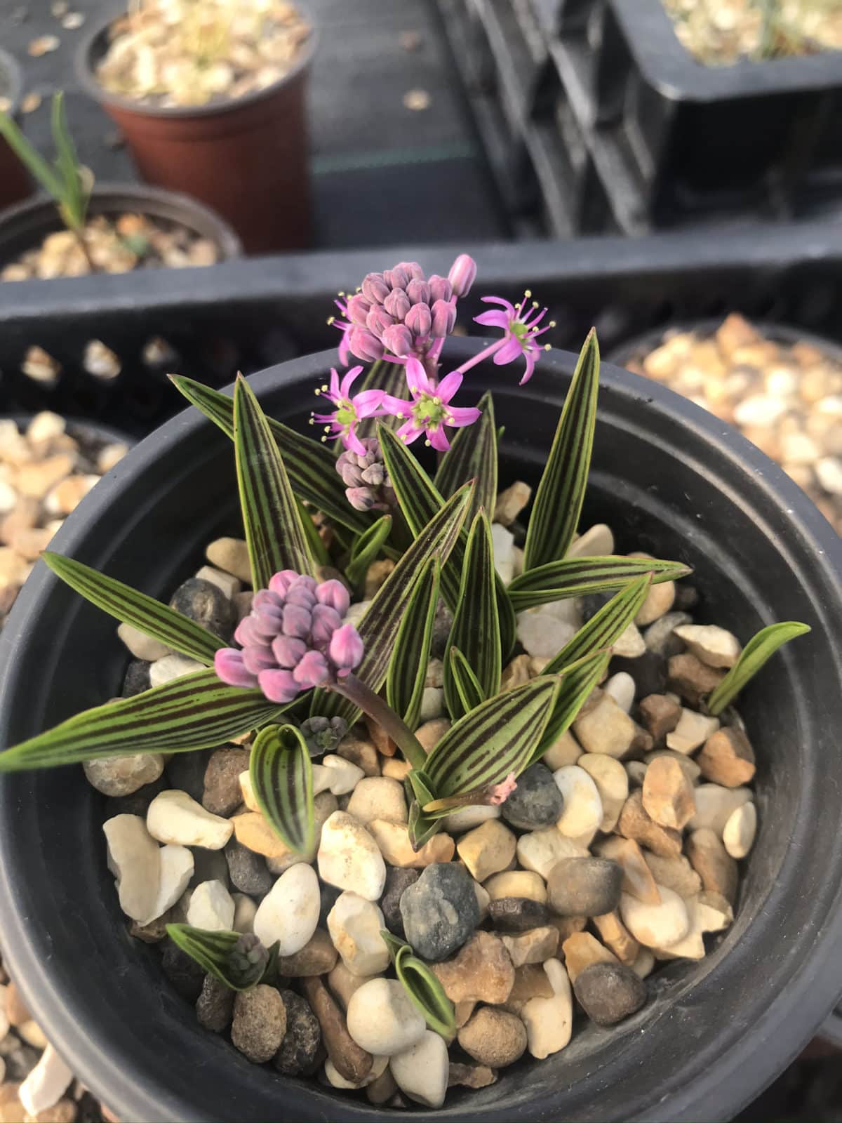Ledebouria cooperi - D'arcy and Everest