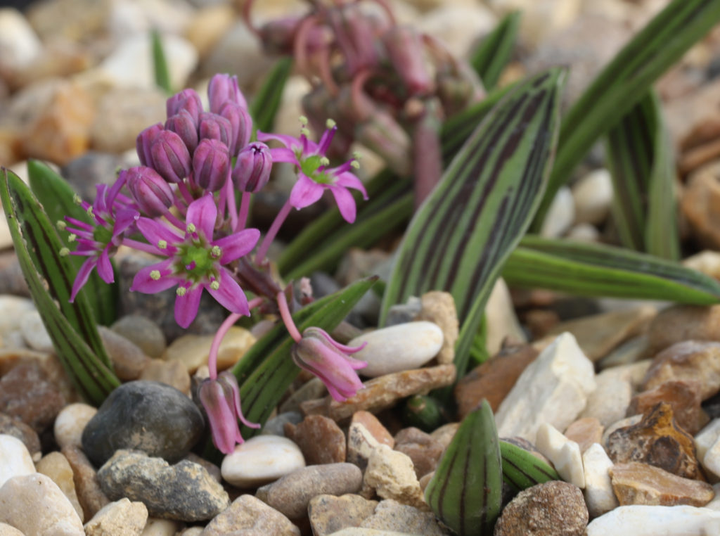 Ledebouria cooperi - D'arcy and Everest