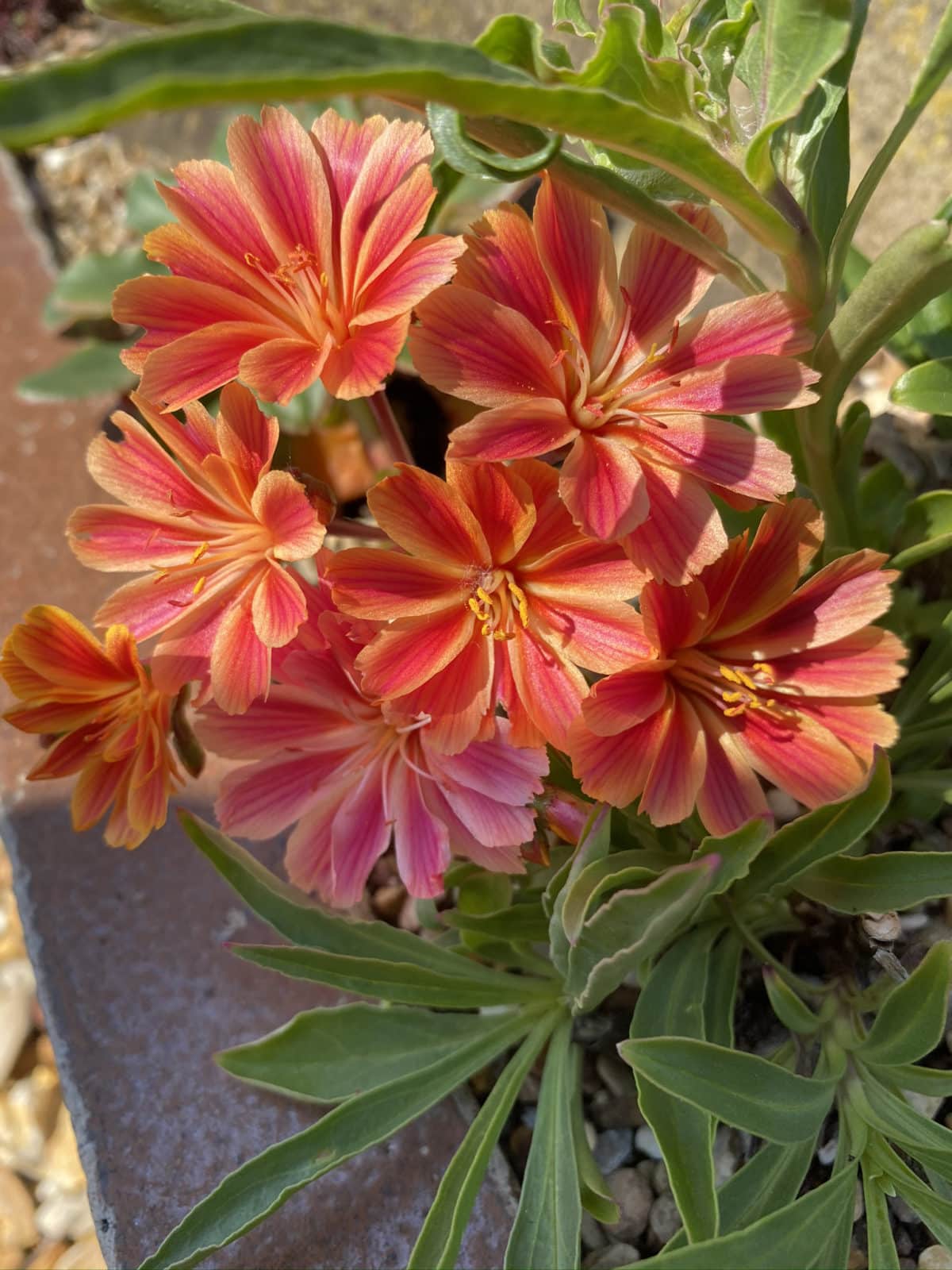 Lewisia cotyledon (AGM) Darcies Gems - D'arcy and Everest