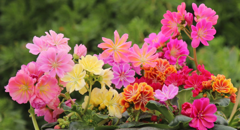 Lewisia cotyledon (AGM) Darcies Gems - D'arcy and Everest