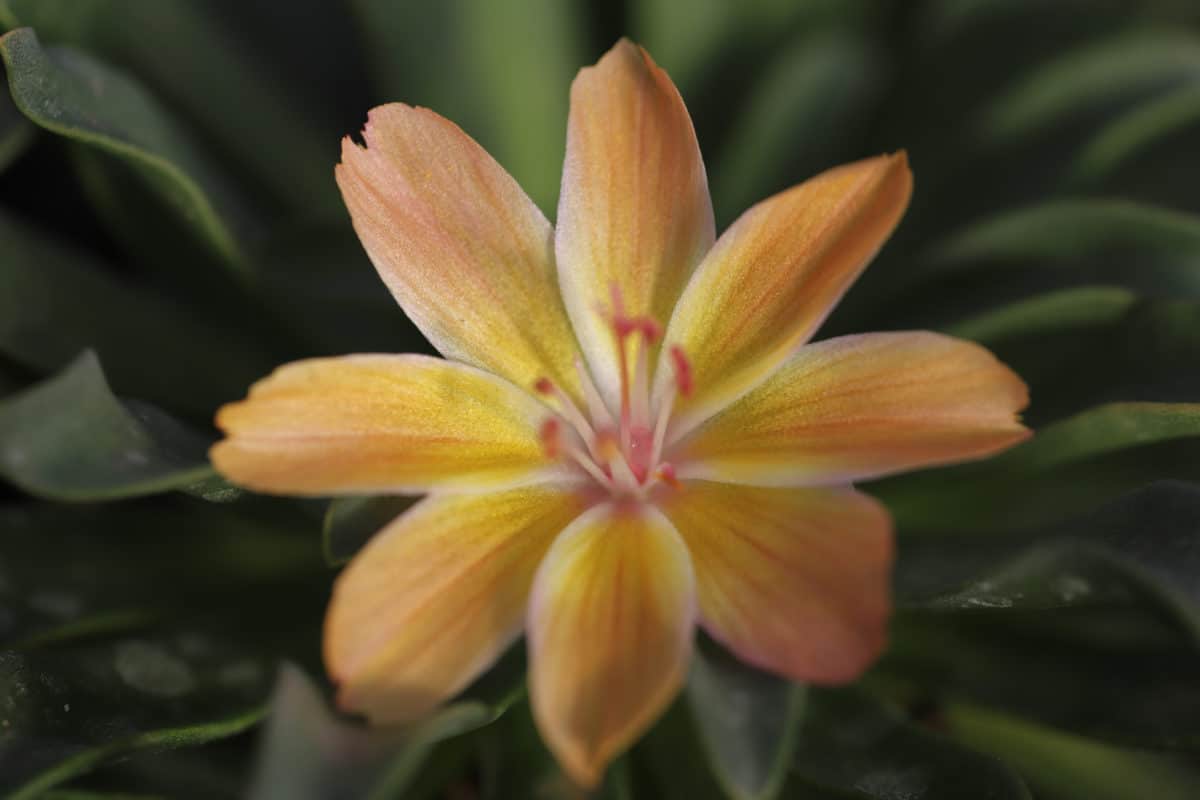 Lewisia longipetala Little Peach - D'arcy and Everest