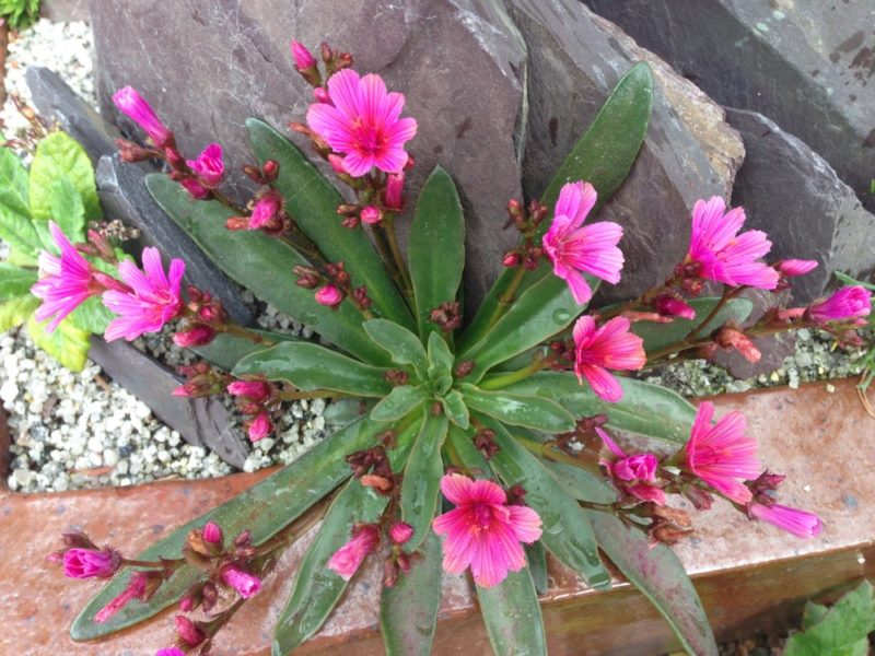 Lewisia longipetilla Little Raspberry - D'arcy and Everest