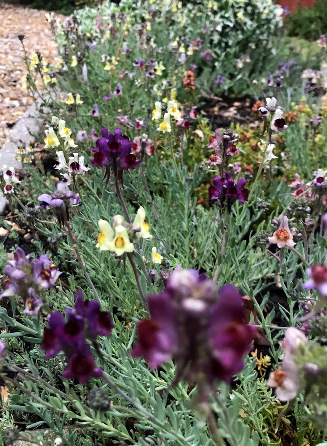 Linaria aeruginea Neon Lights - D'arcy and Everest