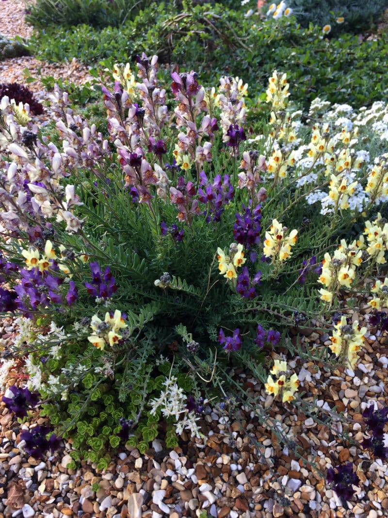 Linaria aeruginea Neon Lights - D'arcy and Everest