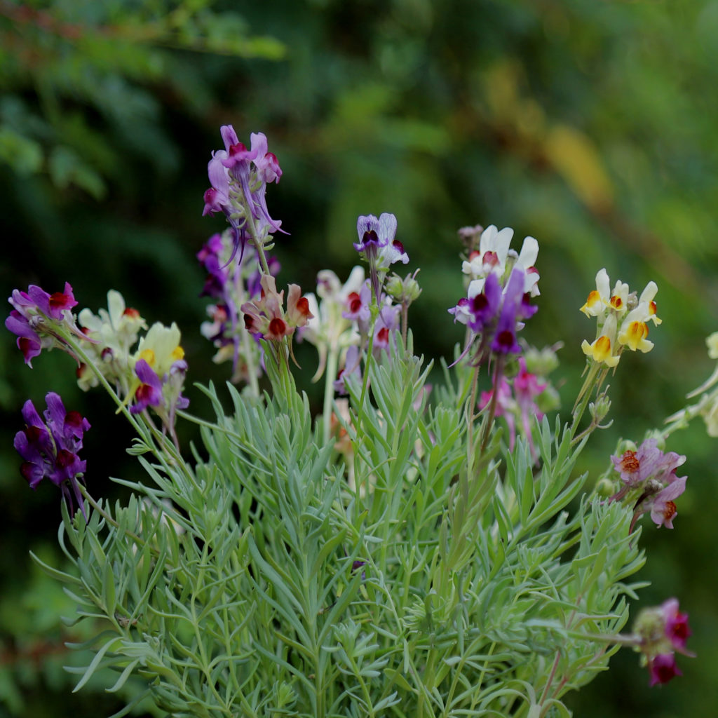 Linaria aeruginea Neon Lights - D'arcy and Everest