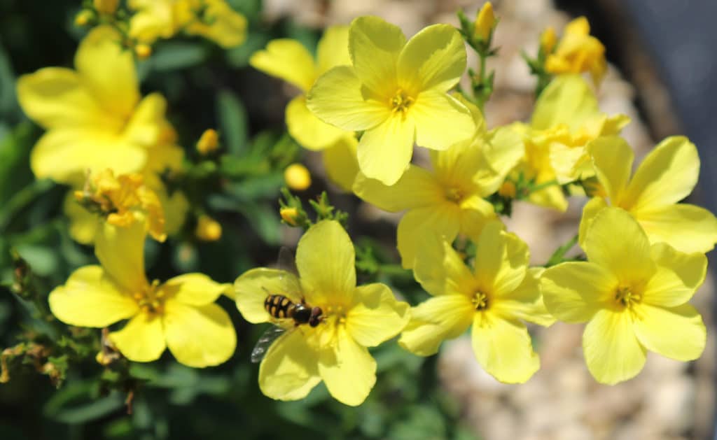 Linum flavum compactum - D'arcy and Everest
