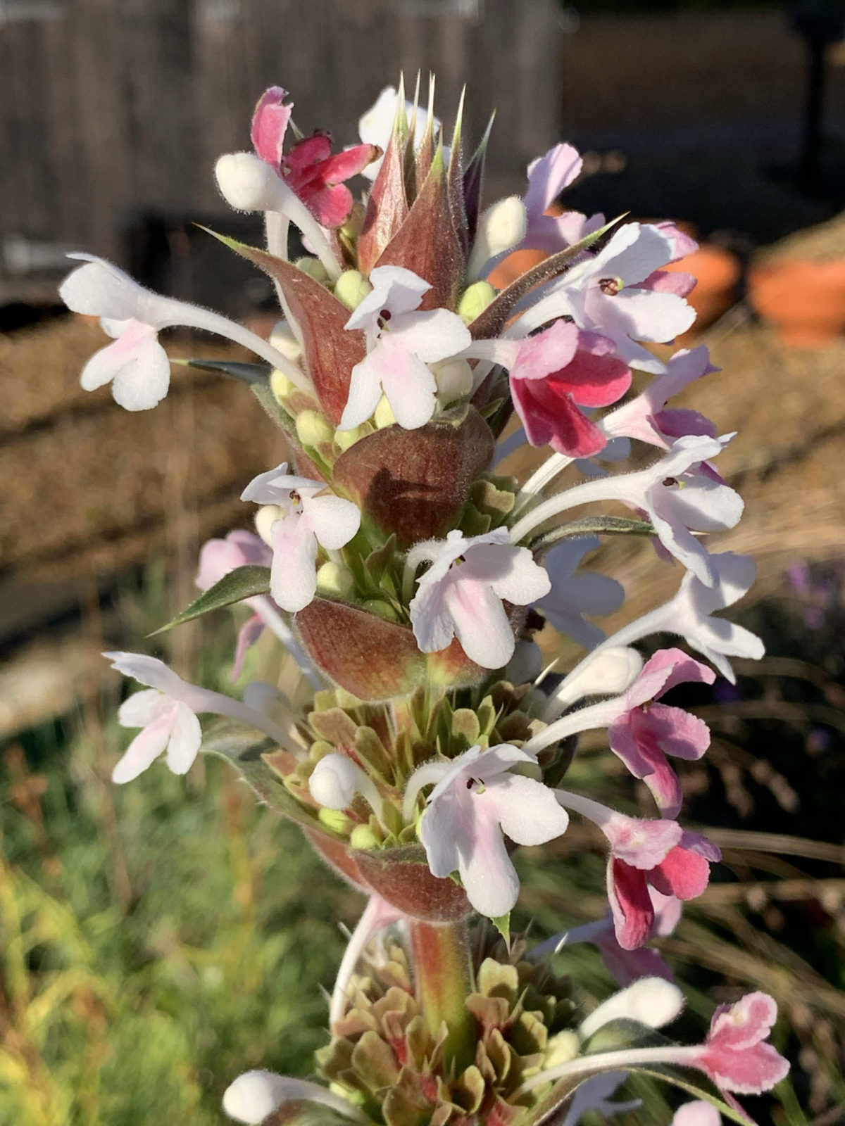 Morina longifolia - D'arcy and Everest