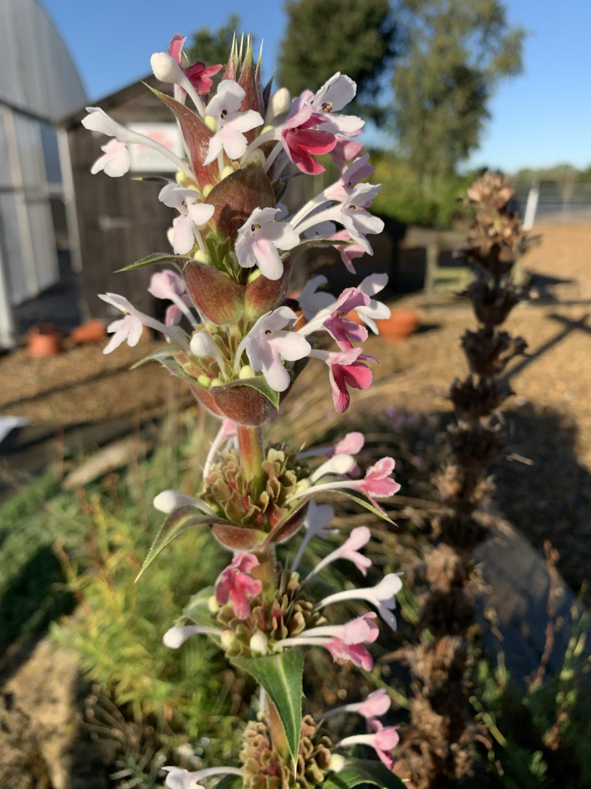 Morina longifolia - D'arcy and Everest