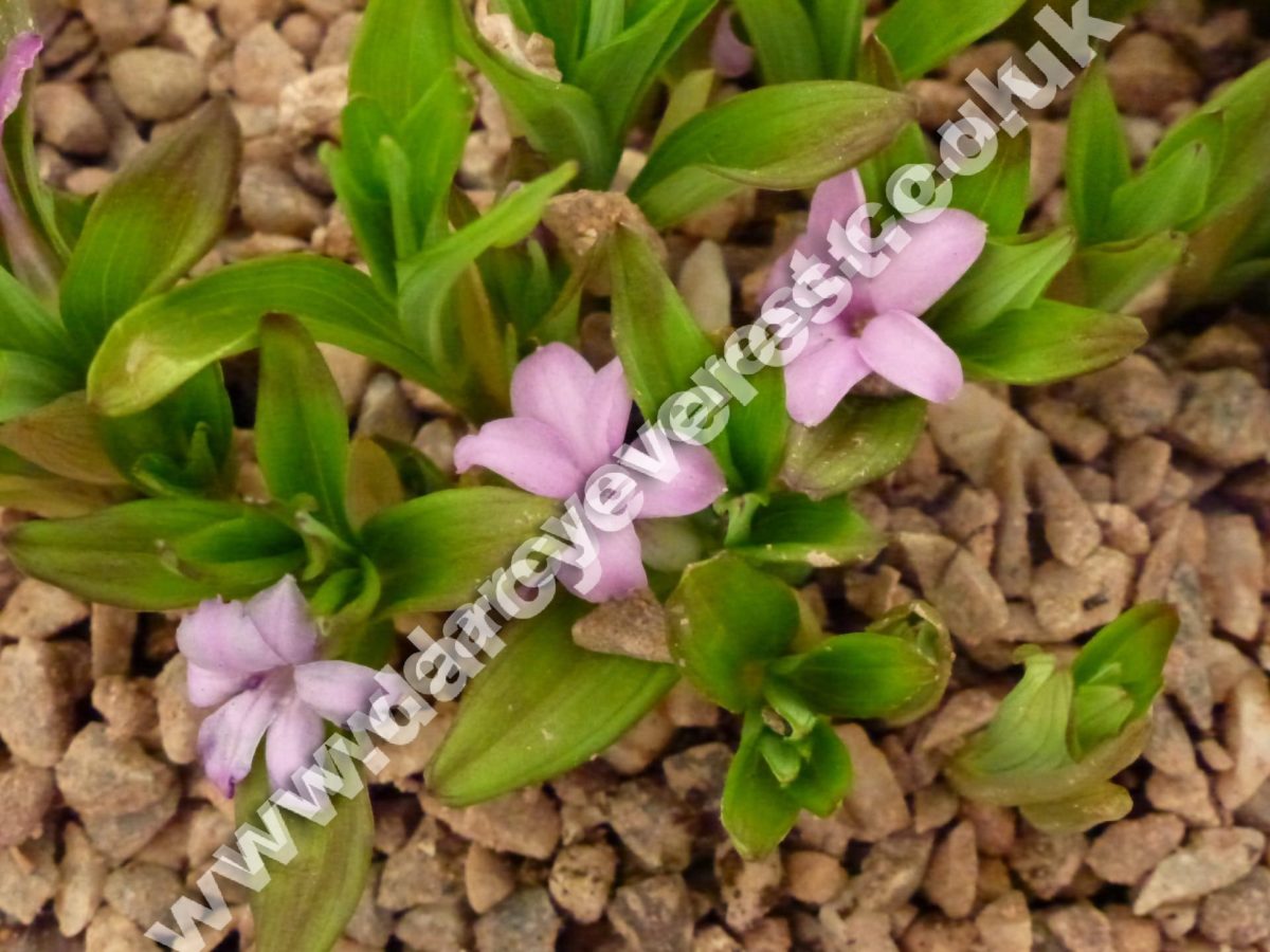 Polygonatum hookeri - D'arcy and Everest
