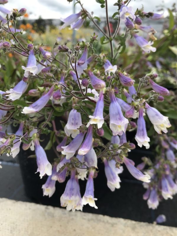 Penstemon hirsutus pygmaeus - D'arcy and Everest