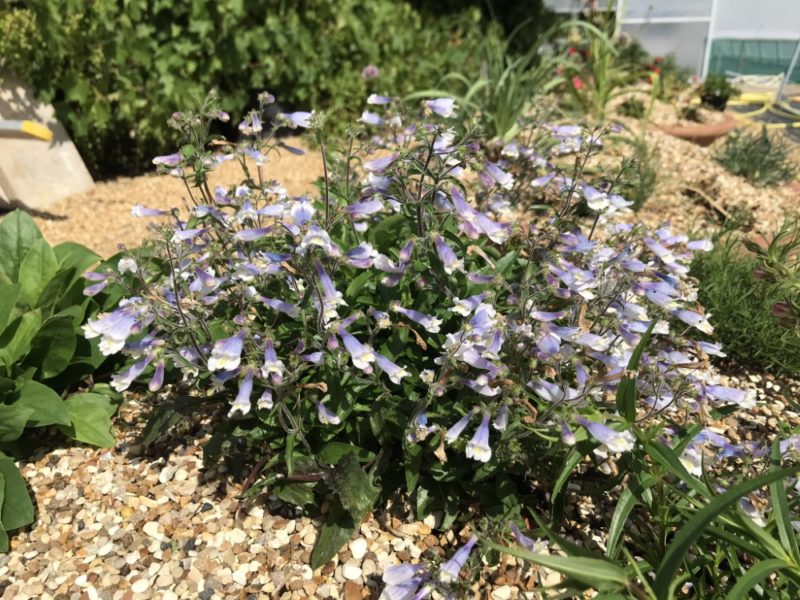 Penstemon hirsutus pygmaeus - D'arcy and Everest