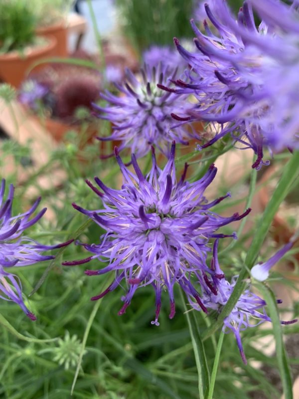 Phyteuma scheuchzeri - D'arcy and Everest