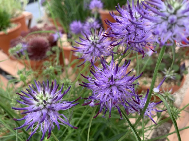 Phyteuma scheuchzeri - D'arcy and Everest