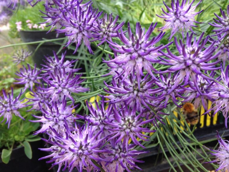 Phyteuma scheuchzeri - D'arcy and Everest