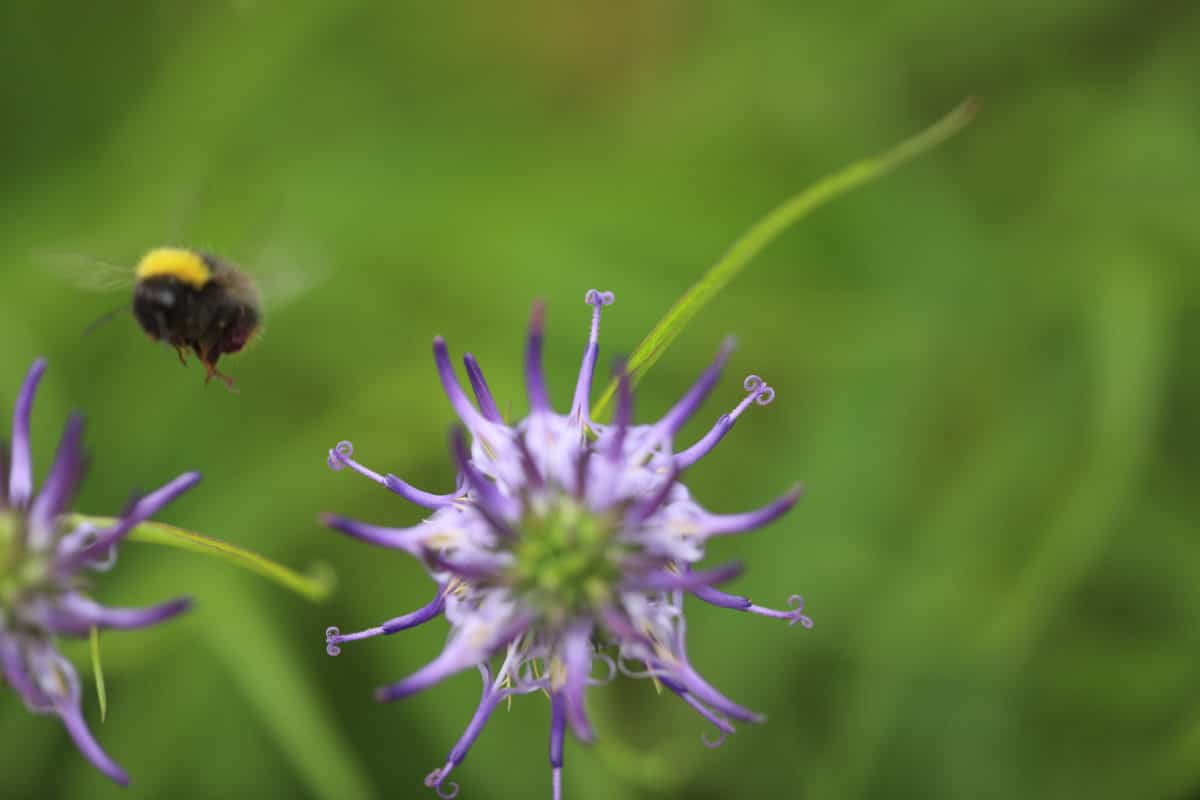 Phyteuma scheuchzeri - D'arcy and Everest