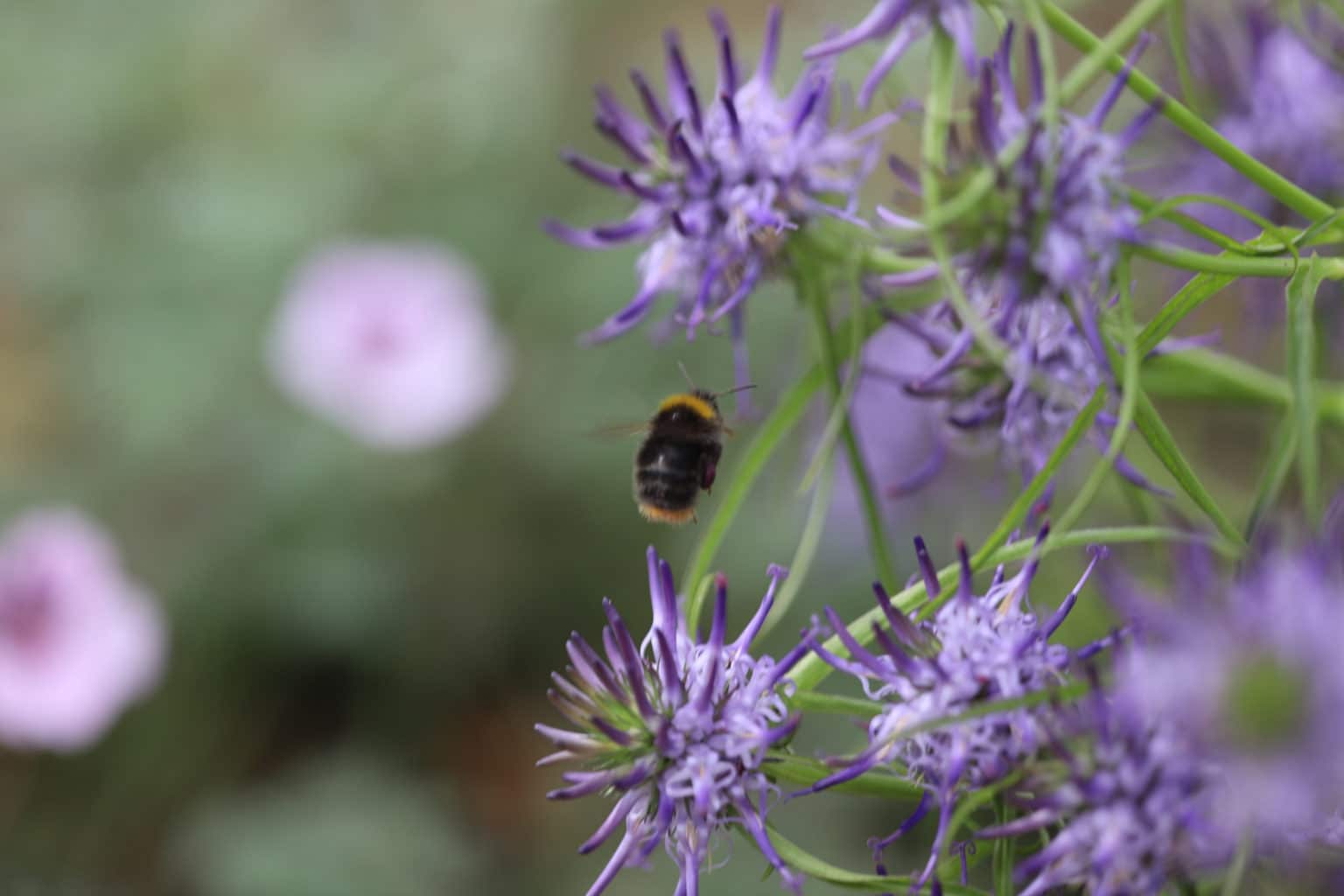 Phyteuma scheuchzeri - D'arcy and Everest