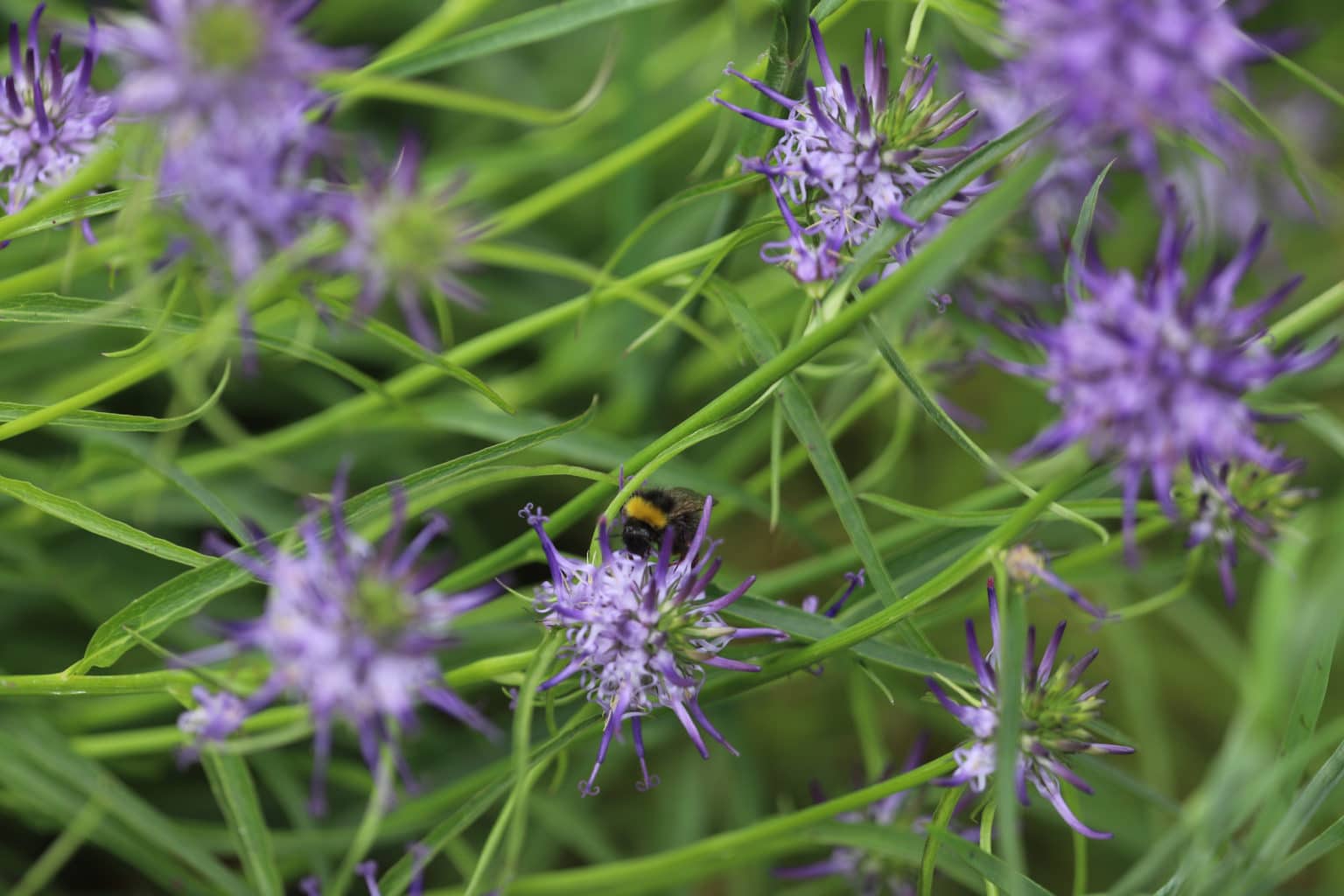 Phyteuma scheuchzeri - D'arcy and Everest