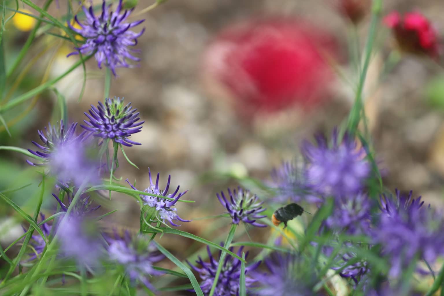 Phyteuma scheuchzeri - D'arcy and Everest