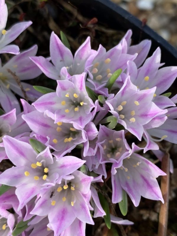 Polyxena longituba (Lachenalia longituba) AGM - D'arcy and Everest