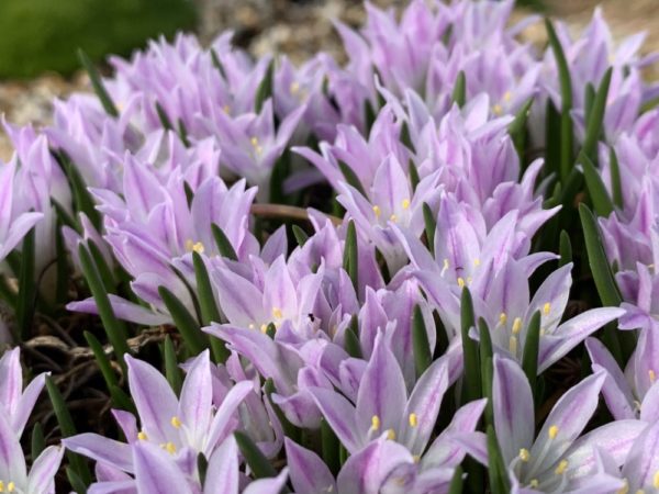 Polyxena longituba (Lachenalia longituba) AGM - D'arcy and Everest