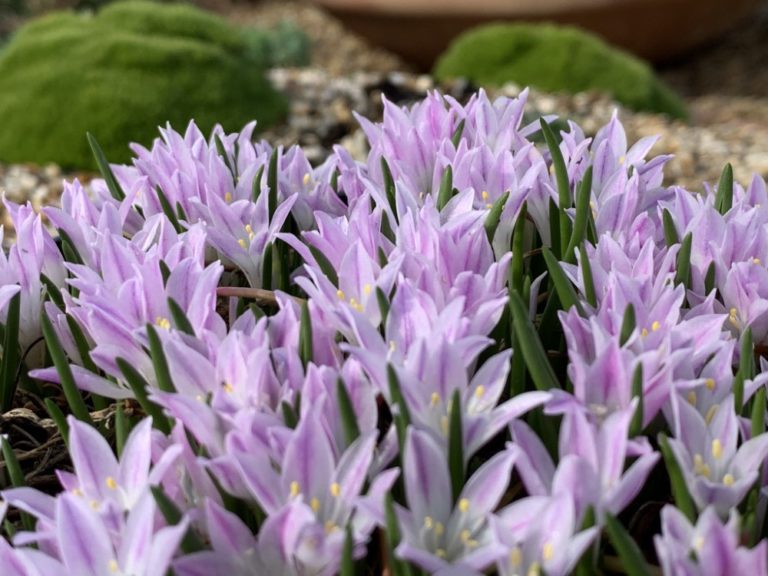 Polyxena longituba (Lachenalia longituba) AGM - D'arcy and Everest