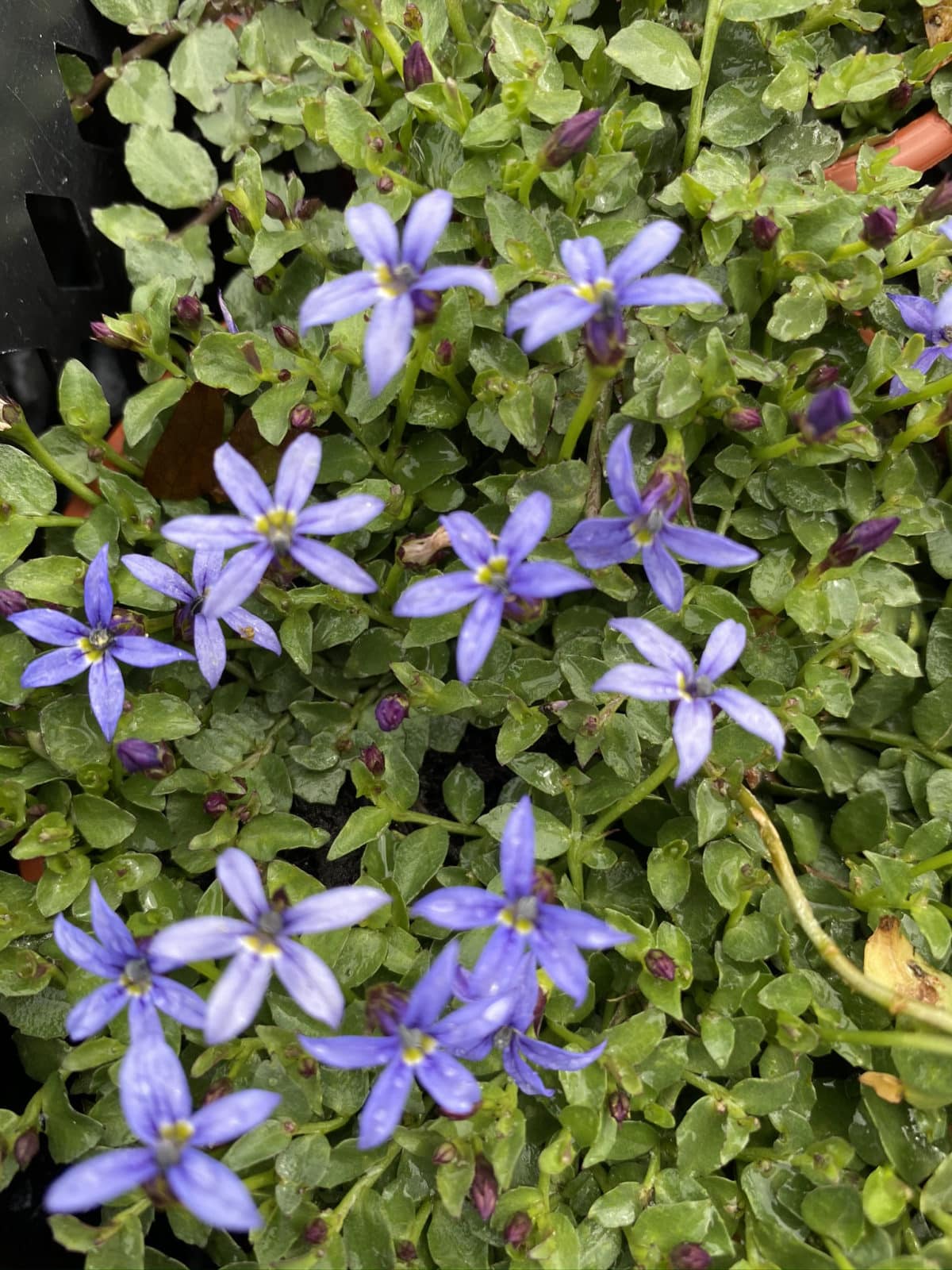 Pratia pedunculata County Park - D'arcy and Everest