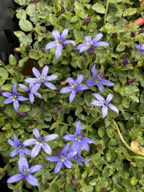 Pratia pedunculata County Park - D'arcy and Everest