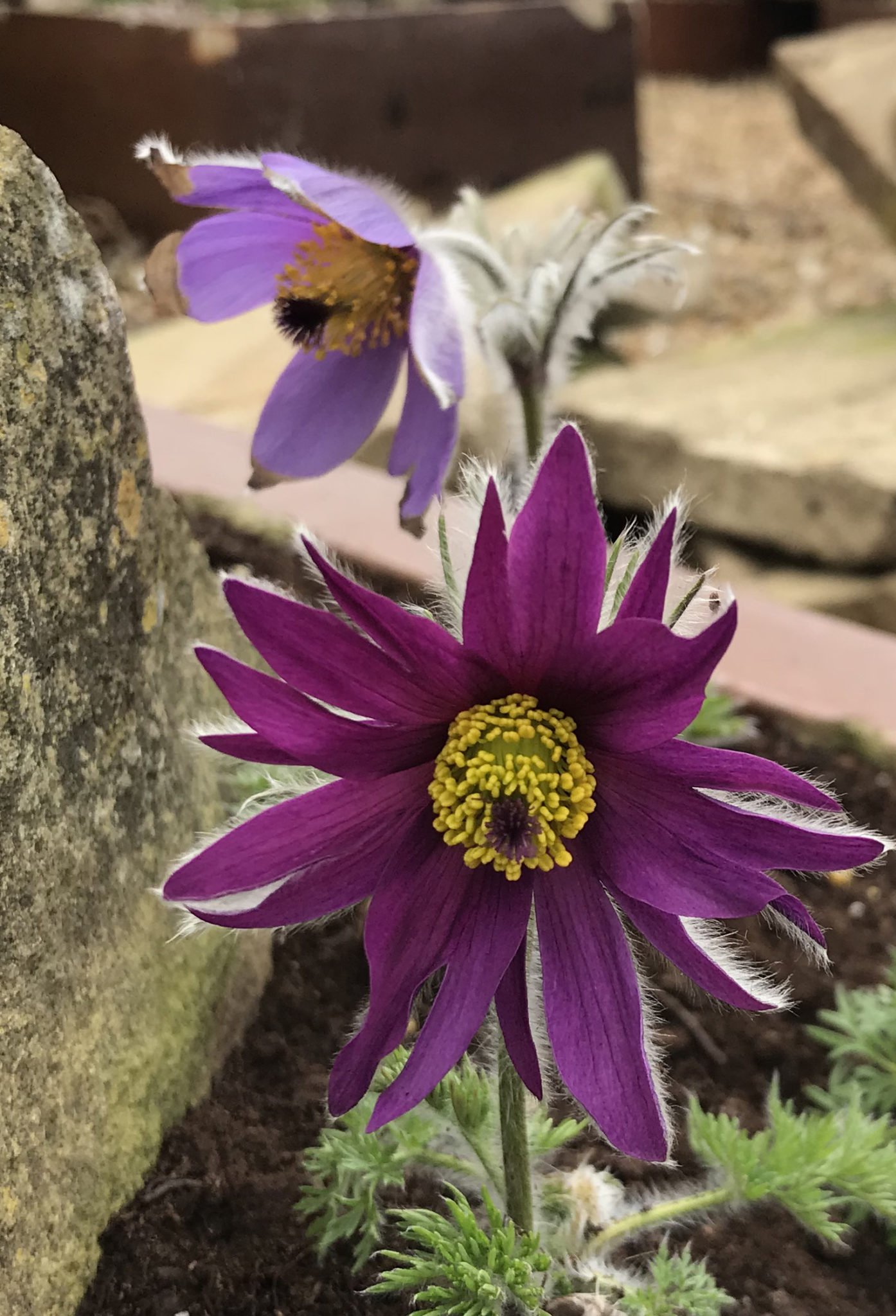 Pulsatilla vulgaris prima papagena - D'arcy and Everest