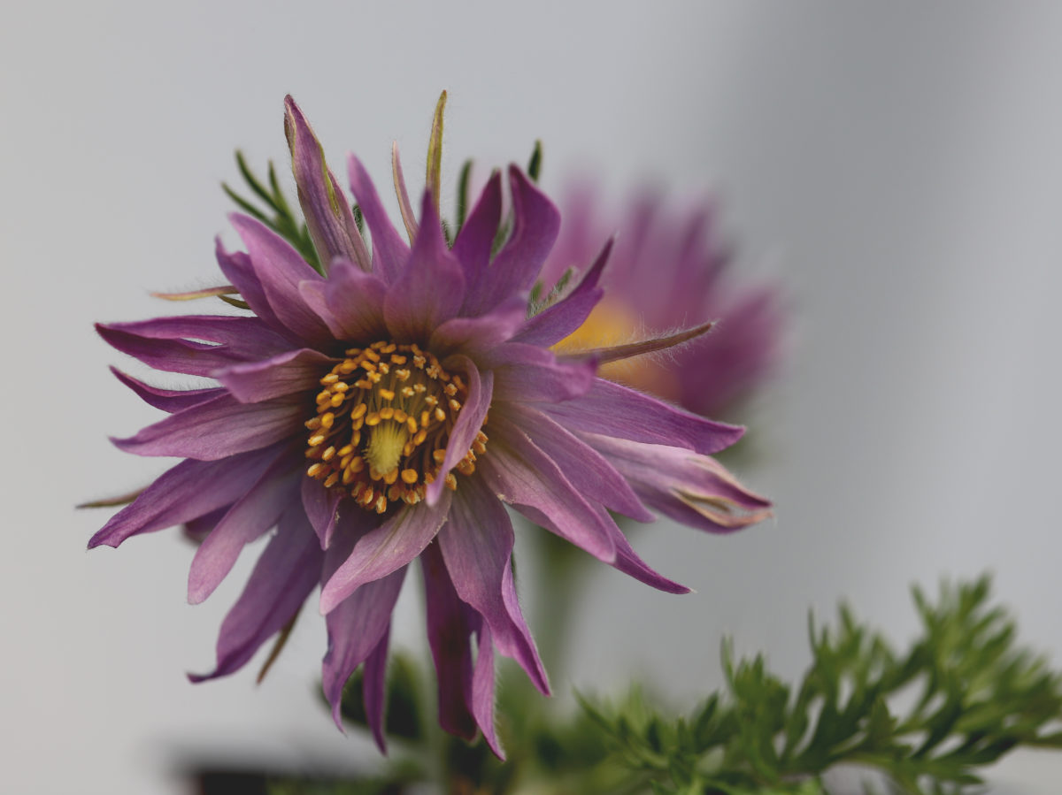 Pulsatilla vulgaris prima papagena - D'arcy and Everest