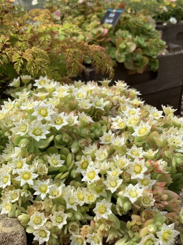 Sedum sedoides alba (Rosularia sedoides alba) - D'arcy and Everest