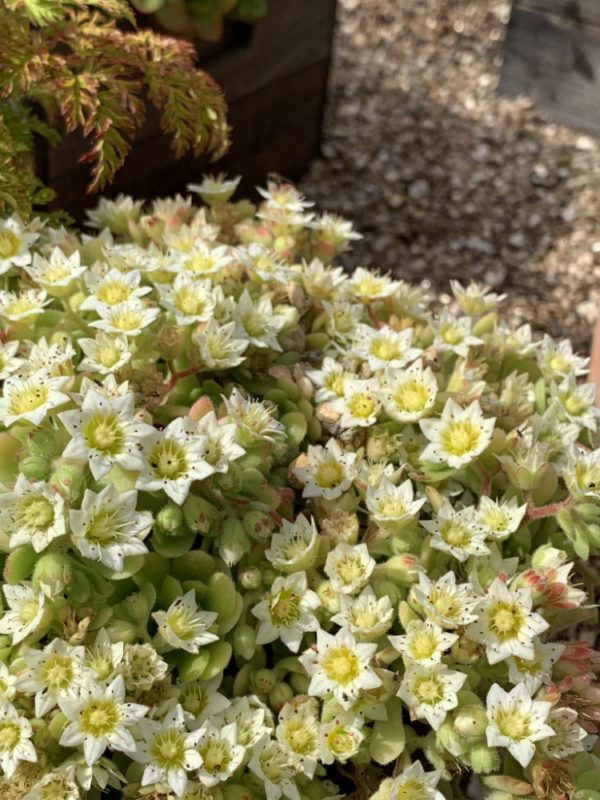 Sedum sedoides alba (Rosularia sedoides alba) - D'arcy and Everest