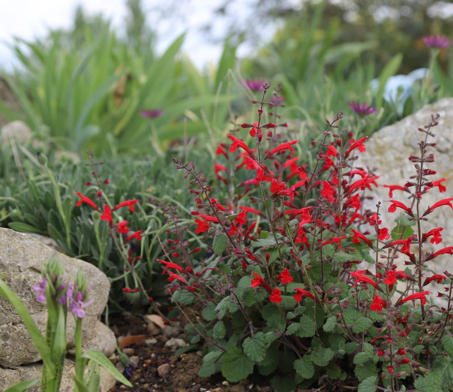 Salvia roemeriana arriba - D'arcy and Everest