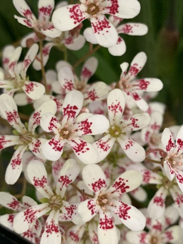 Saxifraga cotyledon Southside Seedling - D'arcy and Everest