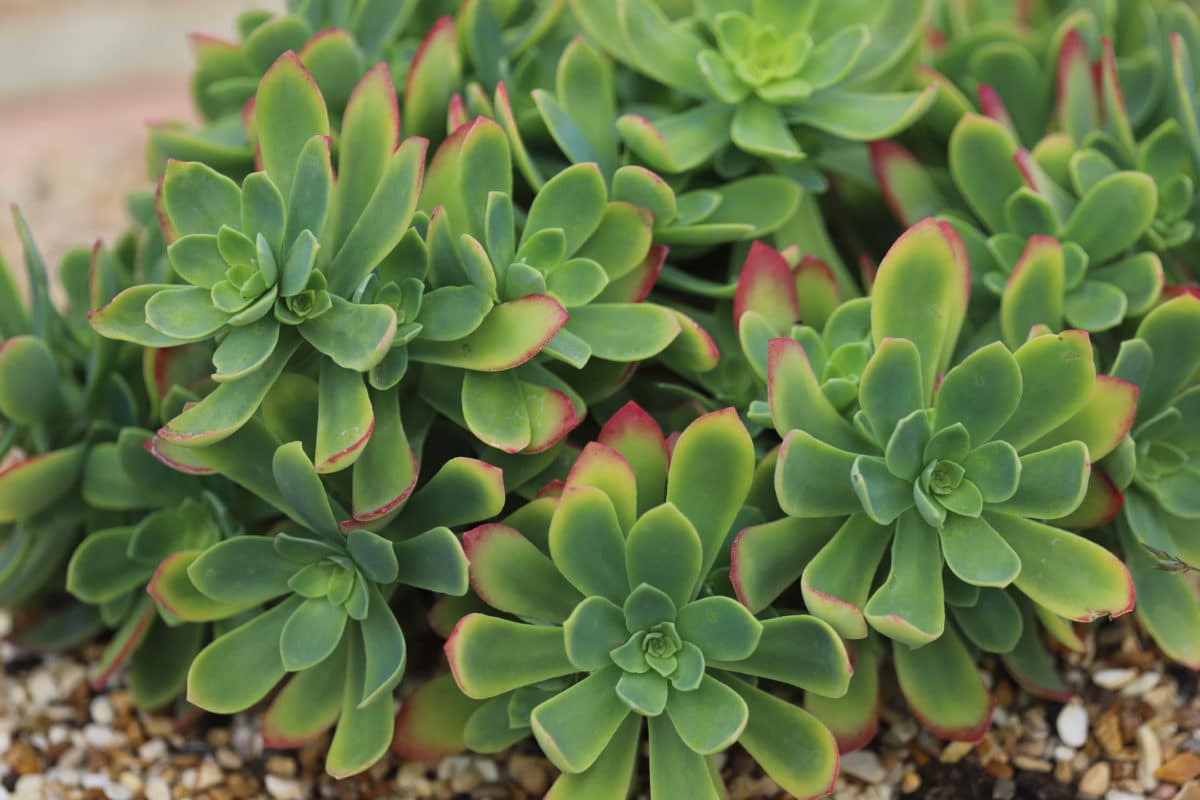 Sedum Palmeri - D'arcy and Everest