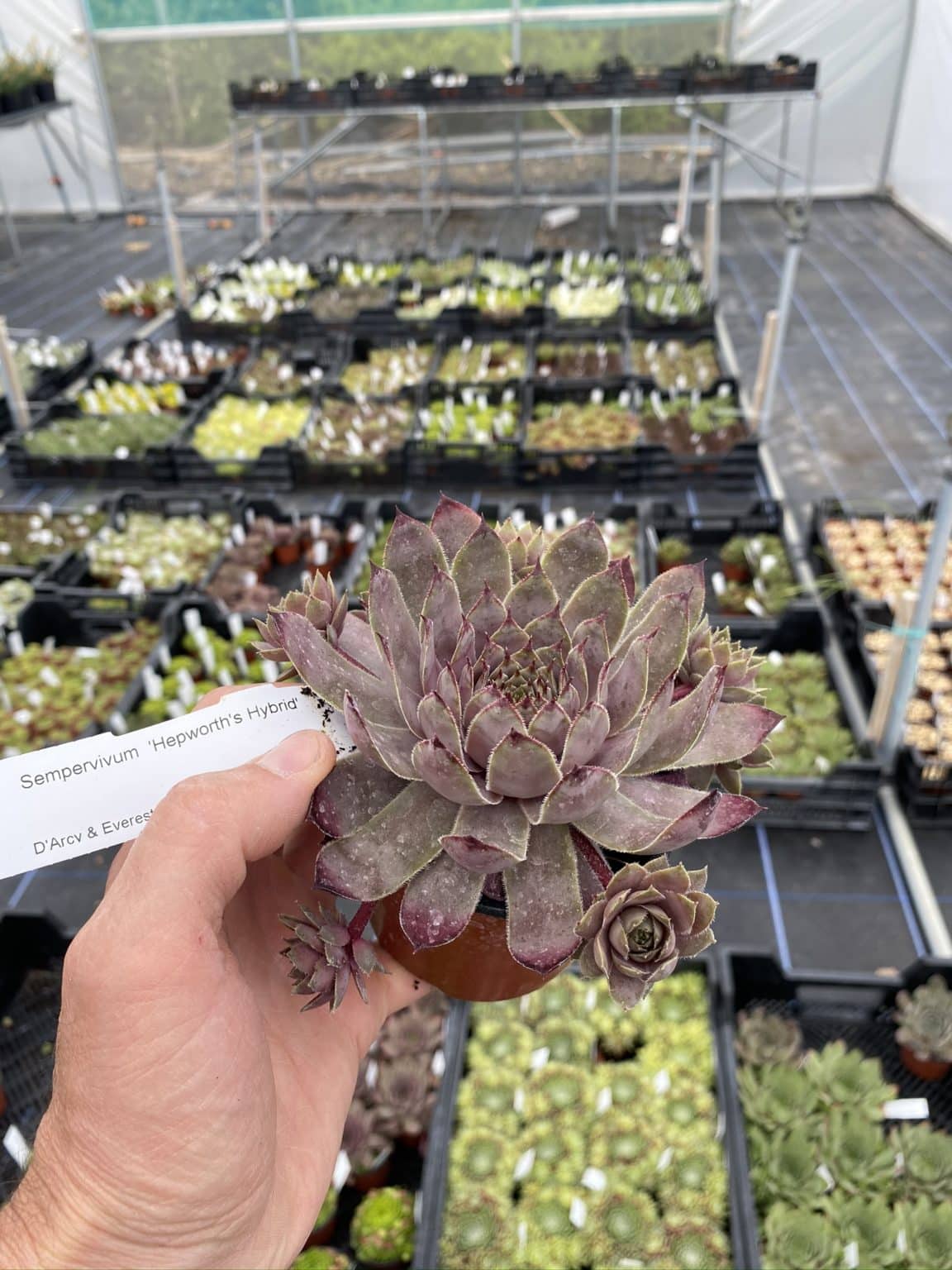 Sempervivum 'Hepworth Hybrid' - D'arcy and Everest