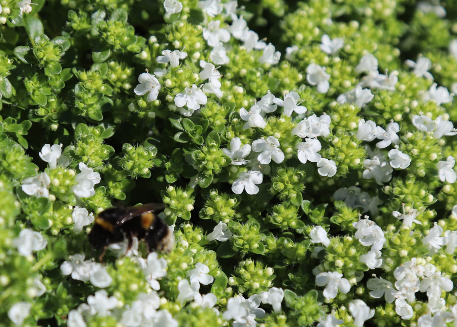 Thymus serphyllum Snowdrift - D'arcy and Everest