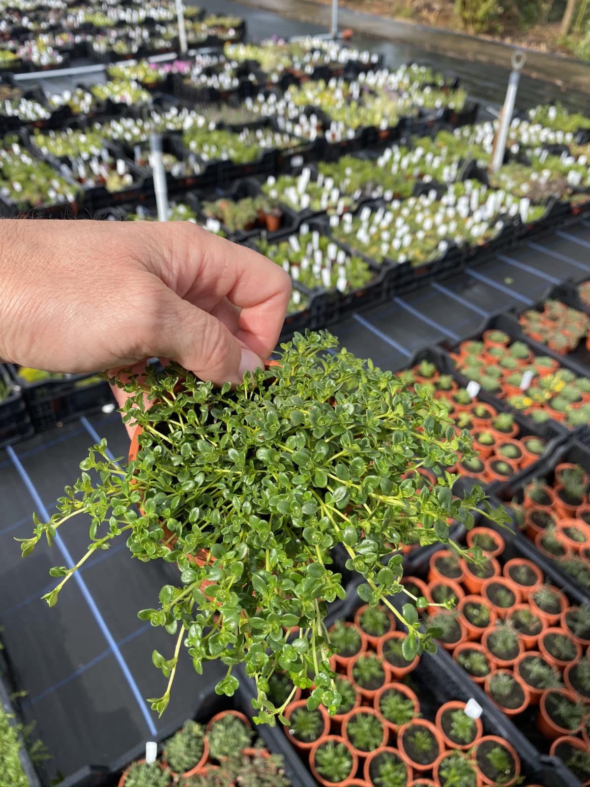 Thymus serphyllum Snowdrift - D'arcy and Everest