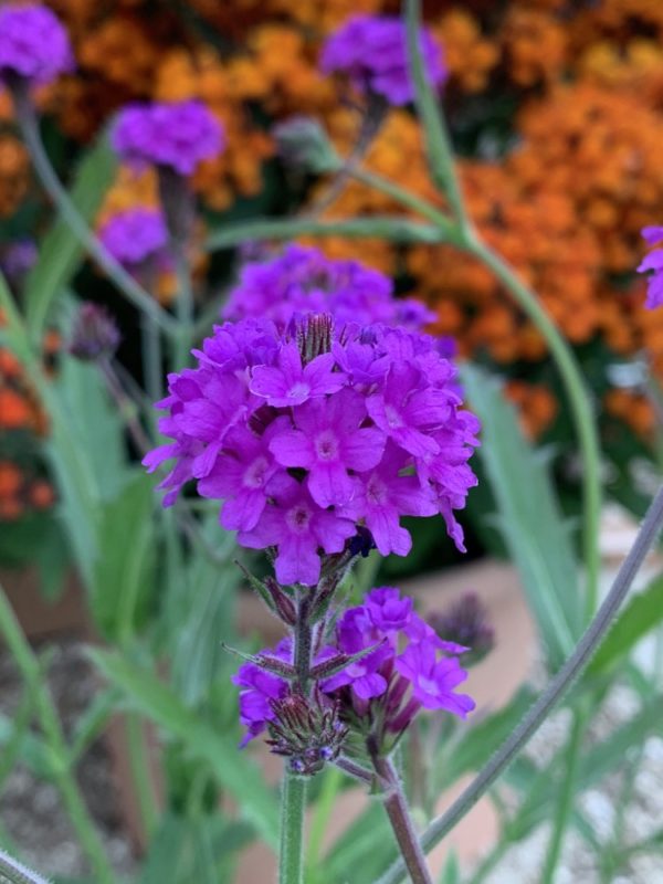 Verbena rigida AGM - D'arcy and Everest