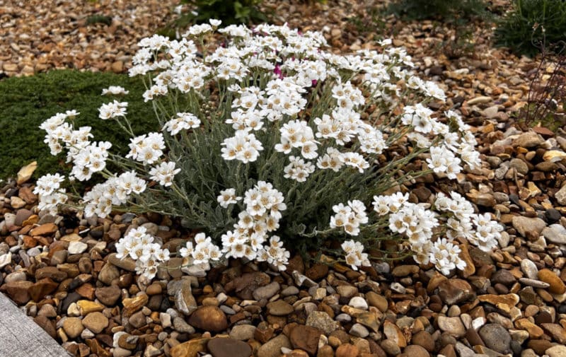 Achillea Clavennae - D'arcy and Everest