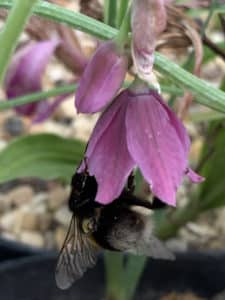 Allium Insubricum AGM - D'arcy and Everest