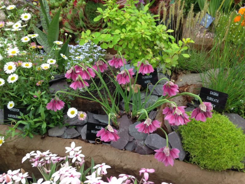 Allium Insubricum AGM - D'arcy and Everest