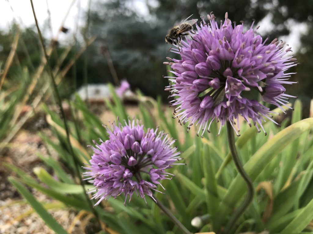 Allium Senescens Subsp Glaucum - D'arcy and Everest