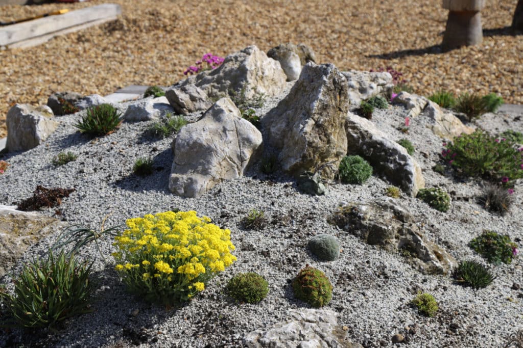 Alyssum Saxatile Summit - D'arcy and Everest