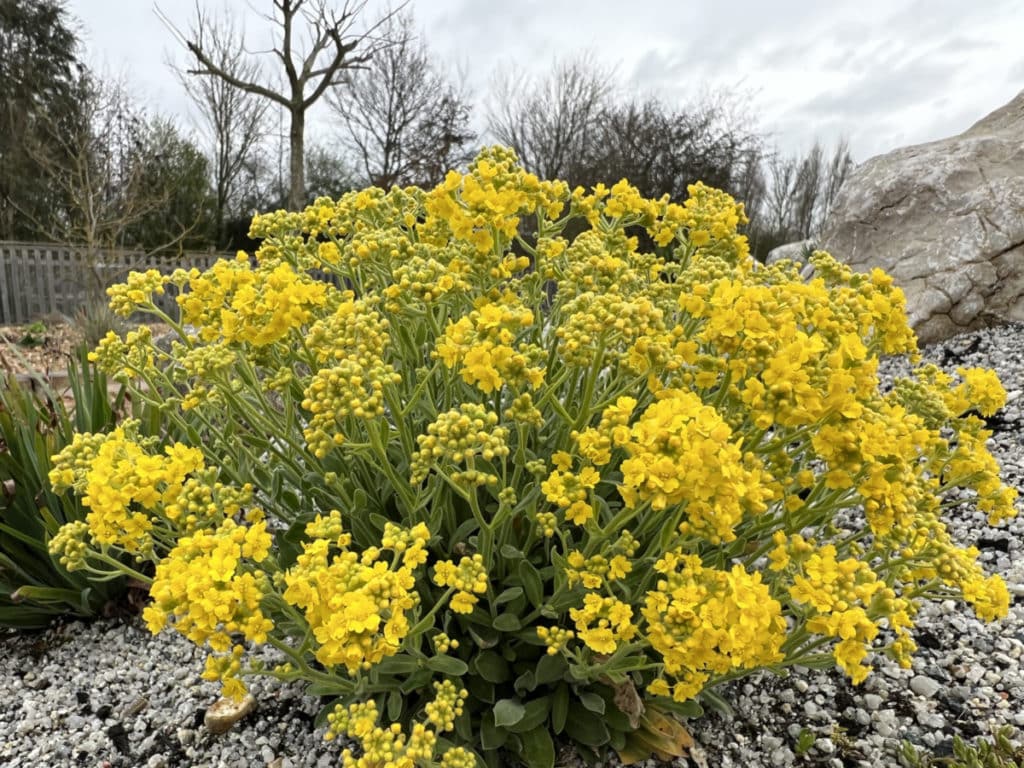 Alyssum Saxatile Summit - D'arcy and Everest