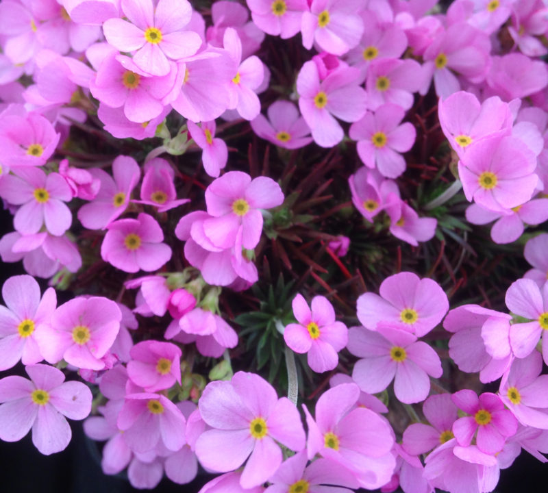 Androsace Carnea Subsp Laggeri AGM - D'arcy and Everest