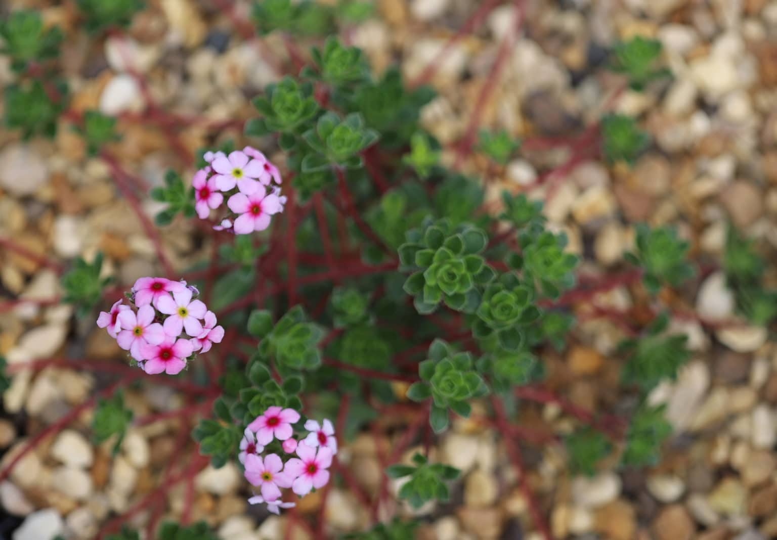 Androsace Sempervivoides - D'arcy and Everest
