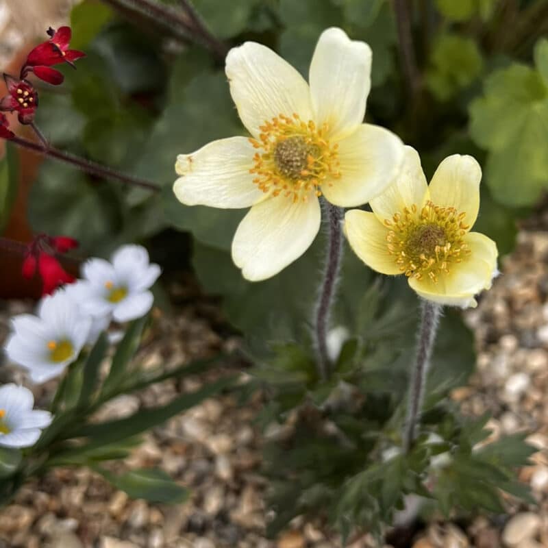 Anemone multifida var' magellanica (Poir) - D'arcy and Everest
