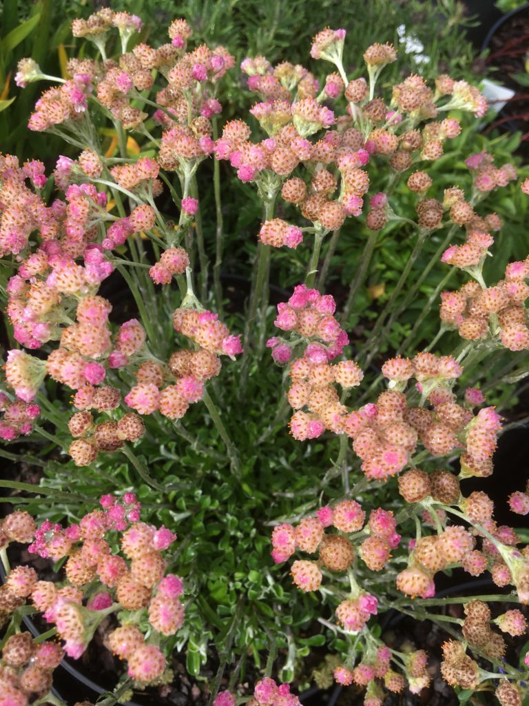 Antennaria Rosea AGM - D'arcy and Everest